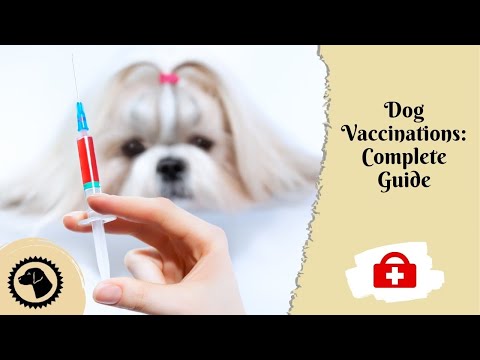 Dog Vaccinations: A Complete Guide | DOG HEALTH 🐶 #BrooklynsCorner