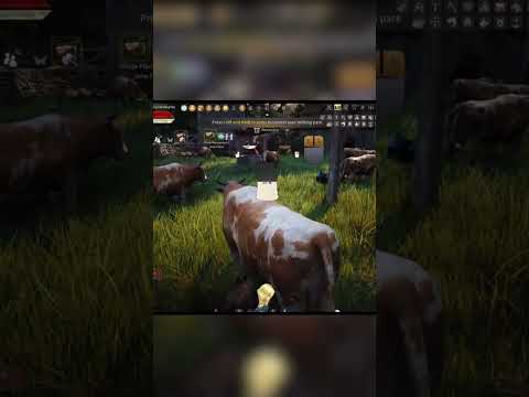 Fastest Easiest Money in BDO #bdo #blackdesert #clips #gaming #blackdesertonline #fyp #bdomobile
