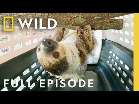 Sloth Spring (Full Episode) | Secrets of the Zoo: Tampa | Nat Geo Animals