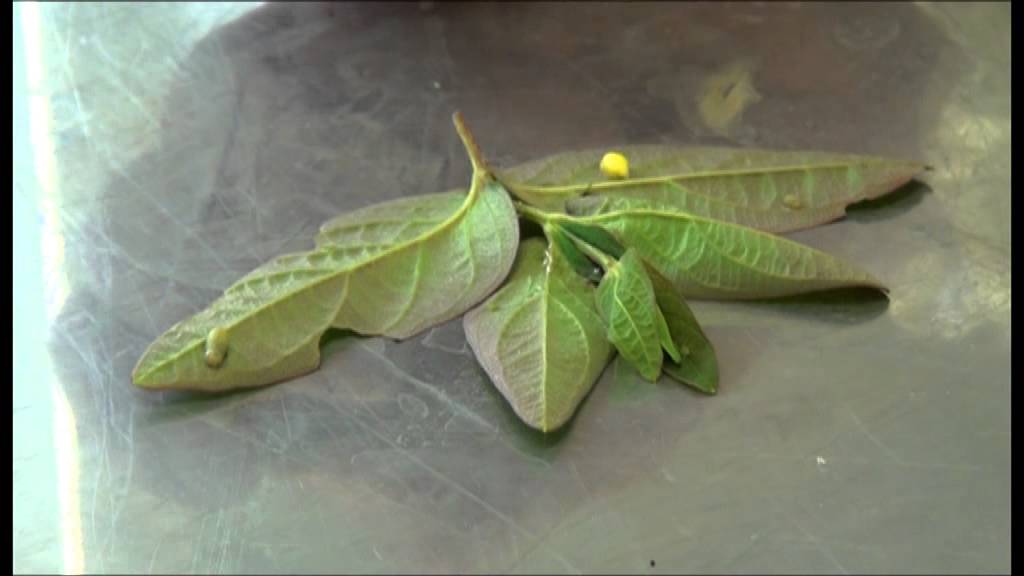 Potential Tutsan biocontrol agents