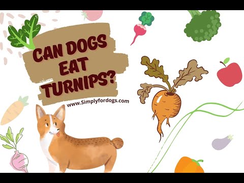 Can Dogs Eat Turnips?