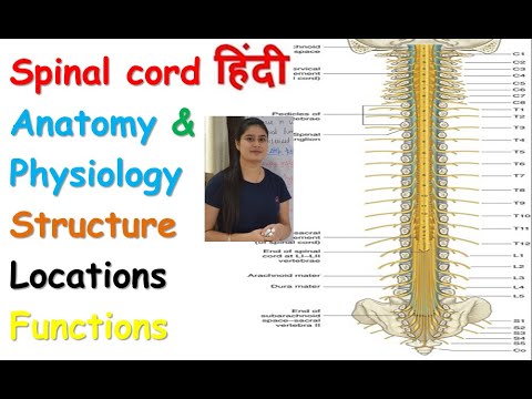 Spinal Cord Anatomy and Physiology  in Hindi | Part - 1 | Structure | Locations | Functions