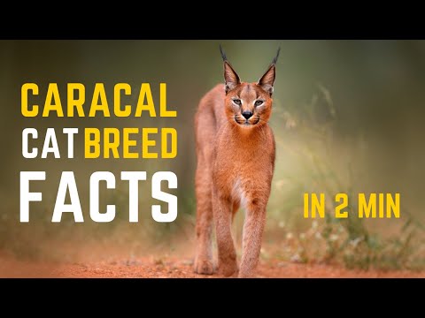 CARACAL CAT BREED - The Facts You Need to Know About Caracal