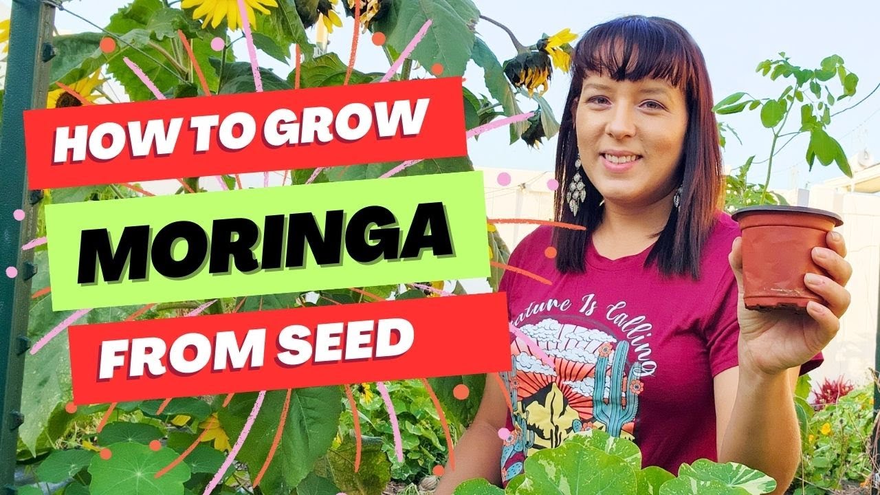How To Quickly Germinate Moringa Seeds #moringa #gardening #superfood #homegrown #garden #plants