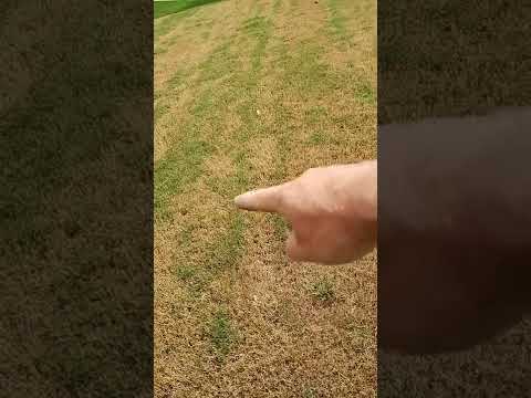 Why is this Lawn Turning Brown? #shorts