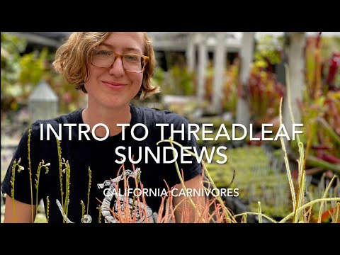 Introduction to Threadleaf Sundews; Sparkling Leaves with a Killer Instinct