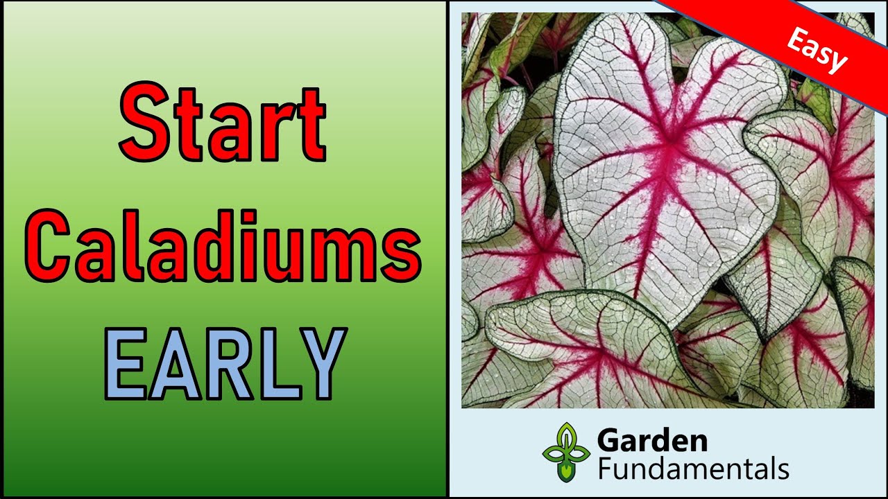 Starting Caladiums in Spring 🌺🌹💐 Have More Leaves All Summer Long