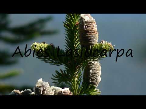 How to Pronounce Abies Lasiocarpa?
