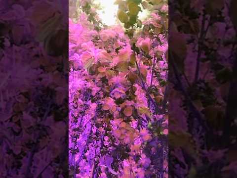 Beautiful nature #viral shorts #