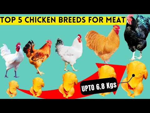 5 TOP BEST CHICKEN BREEDS FOR MEAT | PURELY ORGANIC TASTY MEAT In The Shortest Time