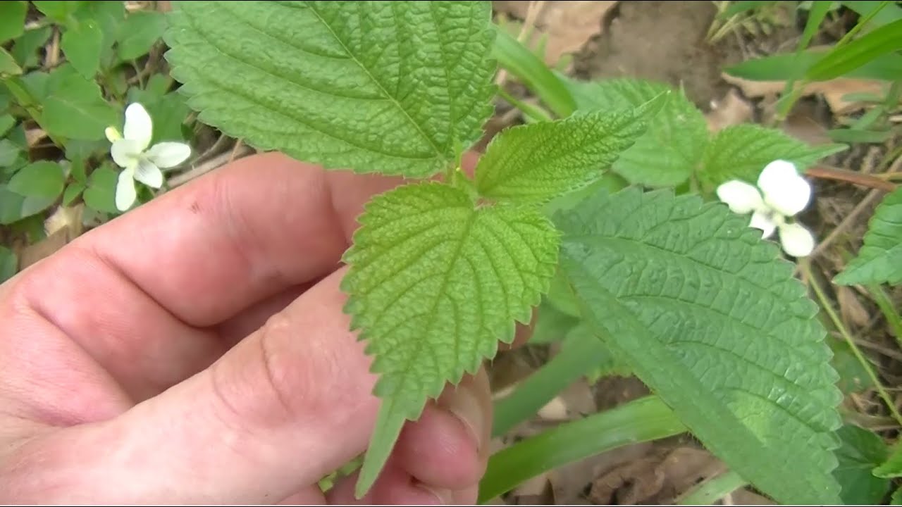 Wood Nettle Identification and Harvesting