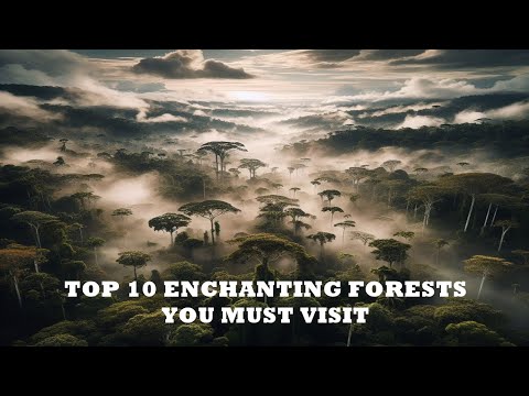 Top 10 Enchanting Forests You Must Visit