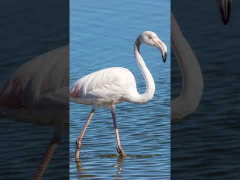 Flamingo bird sound