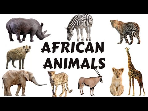 African Animals Names for Kids to Learn | Learning African Animal Names for Children