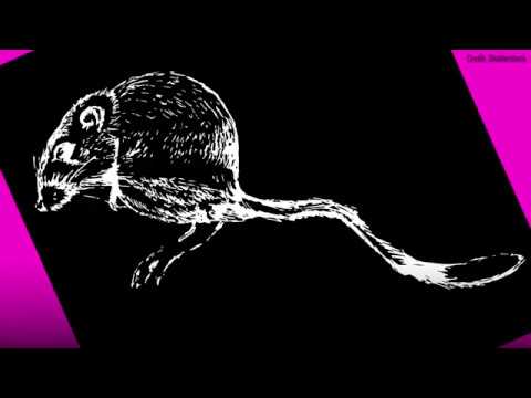 Kangaroo Rats Show Off Their Ninja Skills