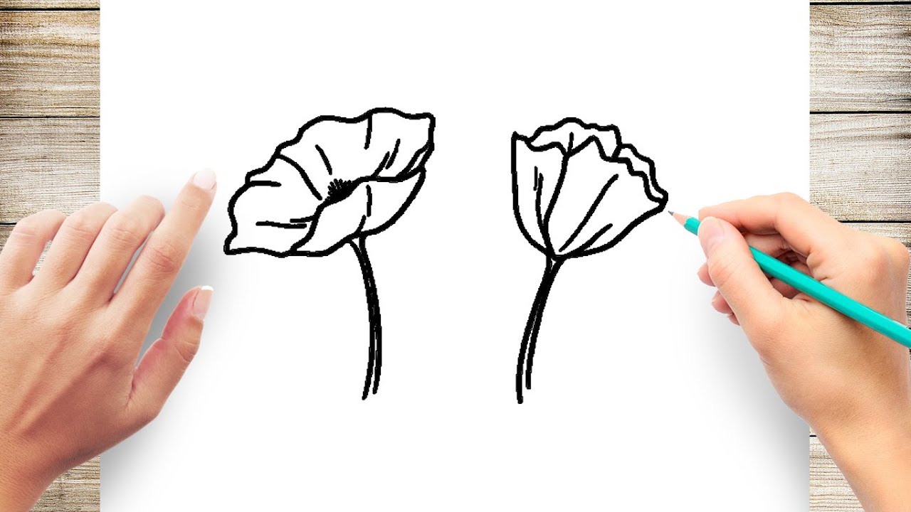 How to Draw Poppy Flower Easy