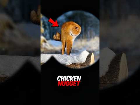 Top 5 USA Cold Animals Turned Into Kids Drawings 🧬🖍️🖌️😱😱