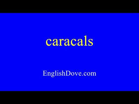 How to pronounce caracals in American English