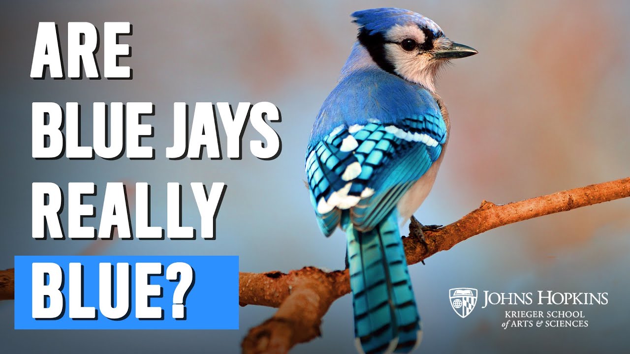 Are Blue Jays Really Blue?