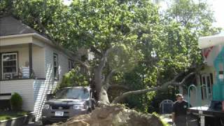 3 Best Tree Services in Worcester, MA - Expert Recommendations