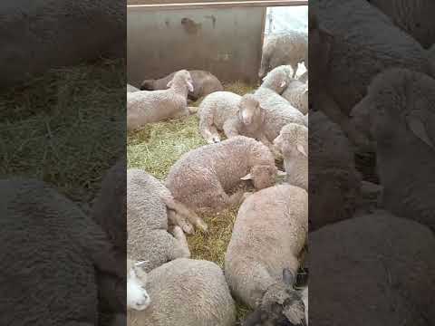 LIve stalk farm :Live Stalk Farm in Delaware US| P -3| Live Stalk In USA #livestalk #farming