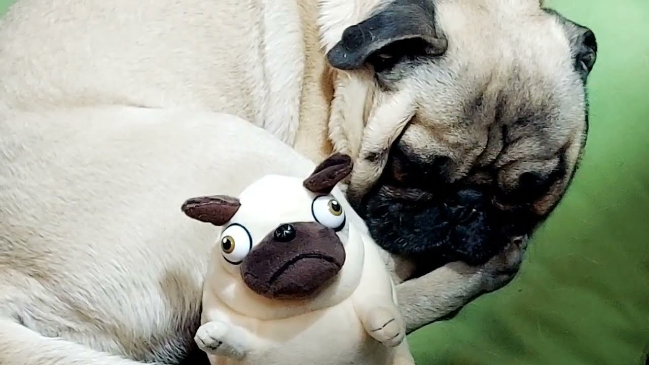Why I Bought This Cute Pug Plushy