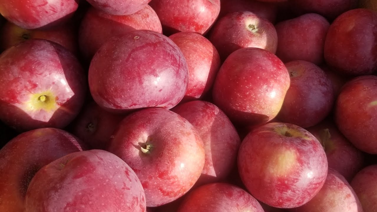 Picking Macintosh apples