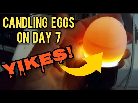 Candling Eggs on Day 7- Ann's Tiny Life and Homestead
