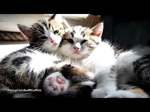 Just Too Cute Kittens video