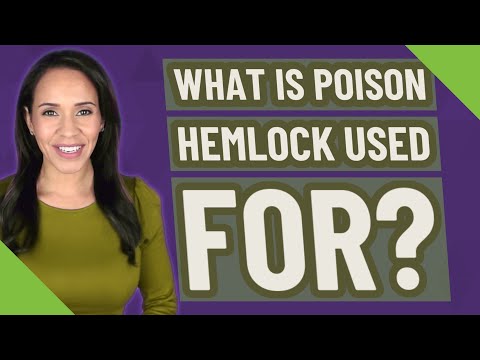 What is poison hemlock used for?