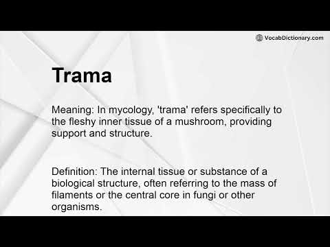 Trama Meaning