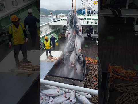 This Black Meat of Tuna Fish has too much nutrition! #shorts
