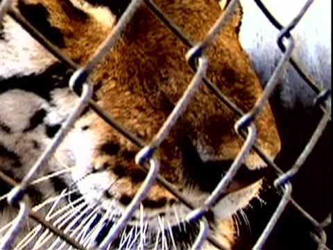 Tails of the Wild.mov