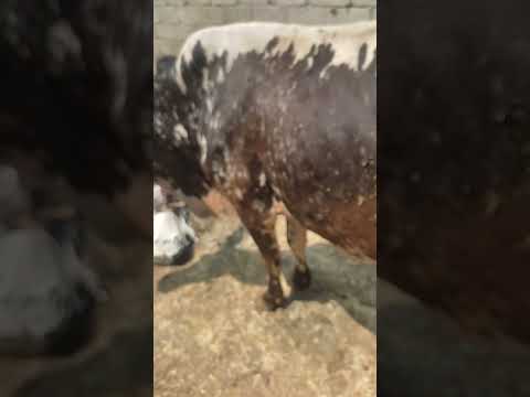 #hypocalcemia treatment in cattle post calcium gluconate therapy response