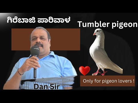 Bangalore #1 top quality pigeon seller Dan Sir