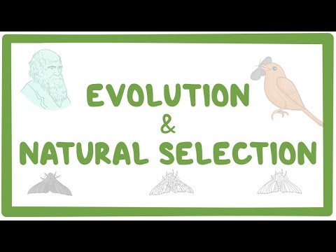 EVOLUTION BY NATURAL SELECTION GRADE 12 LIFE SCIENCES: : thundereduc by M.SAIDI
