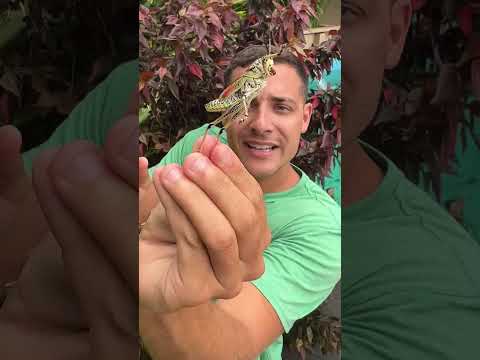 FEEDING WILD GRASS HOPPER TO PET BASS