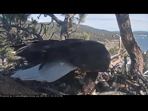 2 -11-21 The Eggs Needs a Stick!