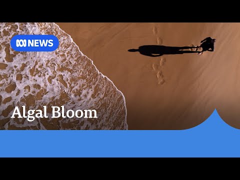 An ecological disaster has been unfolding on Australia's coast I ABC NEWS
