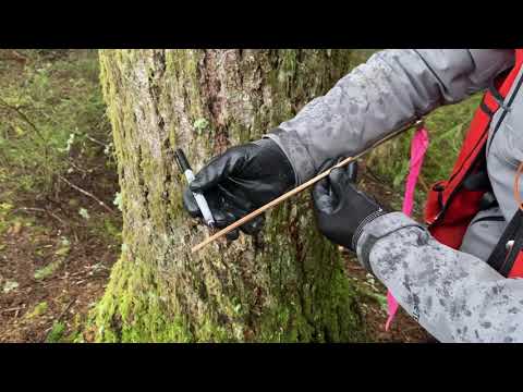 Determining Tree Age from a Core Sample