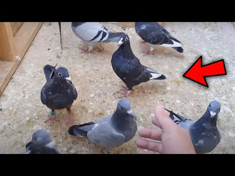 Breed Your Pigeons FAST!