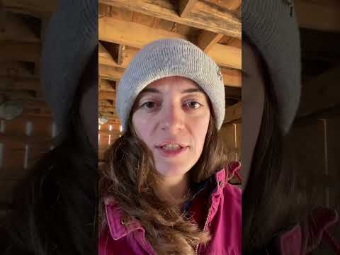 Treating Bloat in Goats