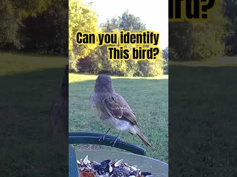 Can you identify this bird? | FeatherSnap Bird Feeder #birdwatching #feathersnap