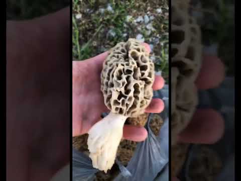 Morel Mushroom Hunting Illinois 2021