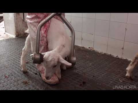 Sheep stunning - Slaughterhouse