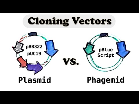 Plasmid and Phagemid cloning vector - Selectable vs. Screening marker