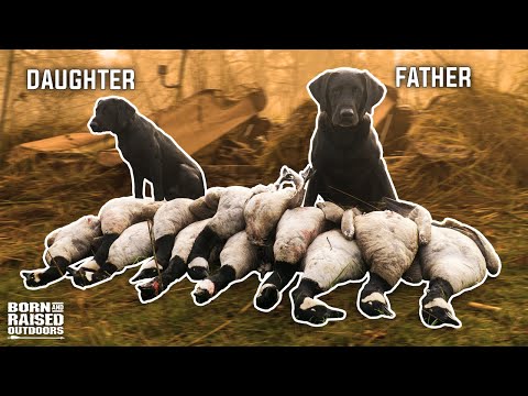 3 man HONKER LIMIT!