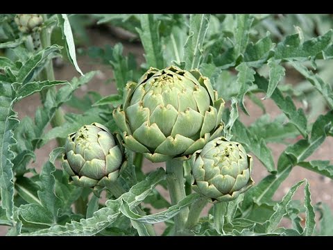 How to Grow Artichokes Start to Finish - Complete Growing Guide