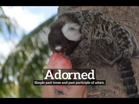 What is Adorned? | How to Say Adorned in English? | How Does Adorned Look?