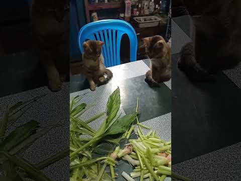 'tell me the meaning of synchronization#cat #play